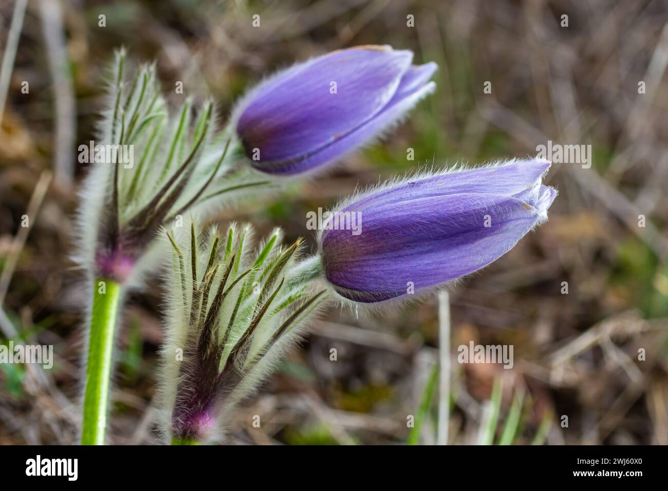 Pulsatilla slavica. Spring flower in the forest. A beautiful purple ...