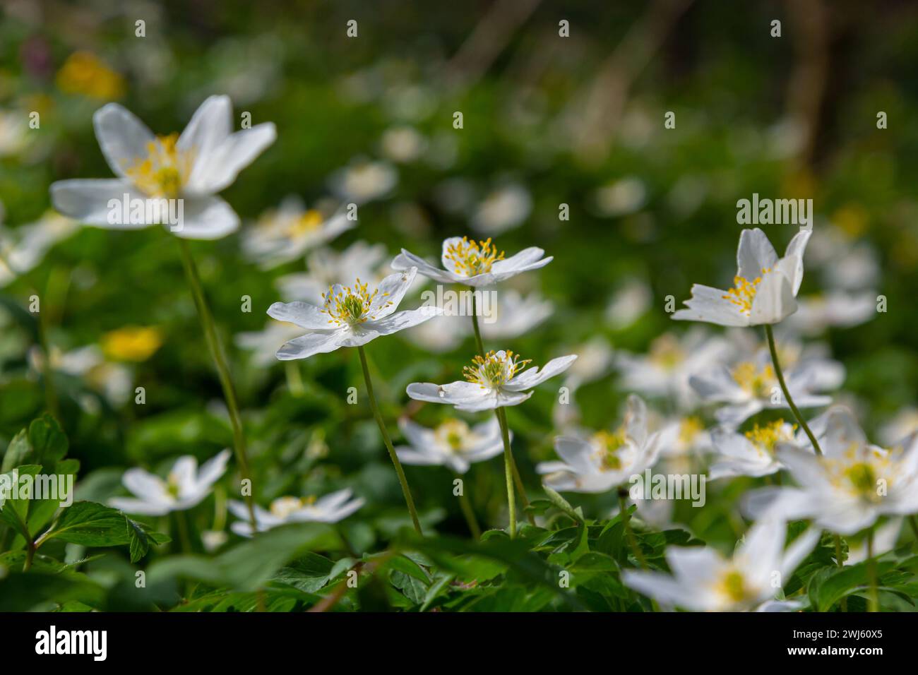 The many white wild flowers in spring forest. Blossom beauty, nature ...
