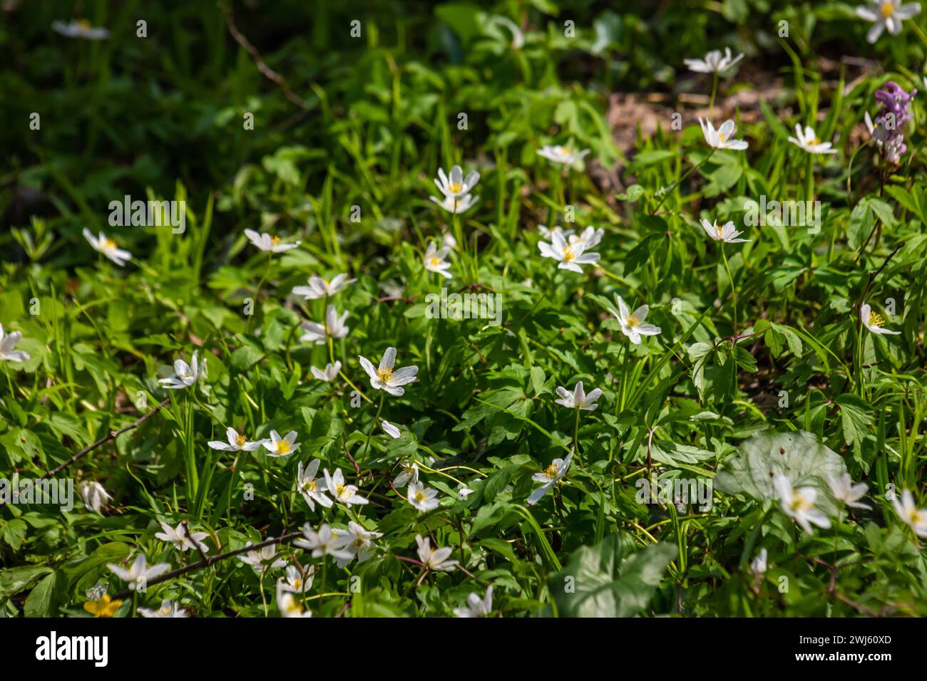 The many white wild flowers in spring forest. Blossom beauty, nature ...