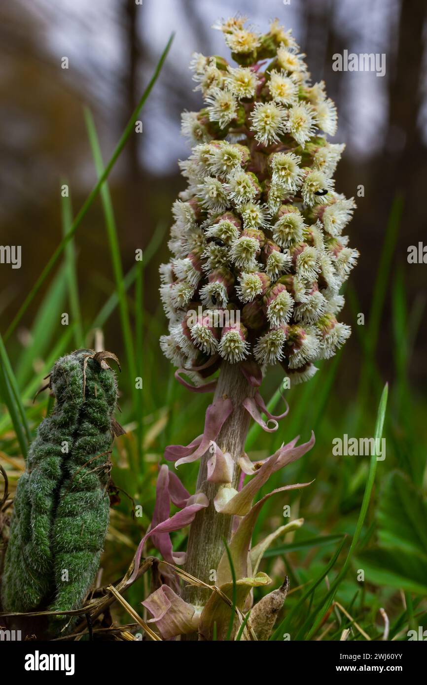 Butterbur stem hi-res stock photography and images - Alamy