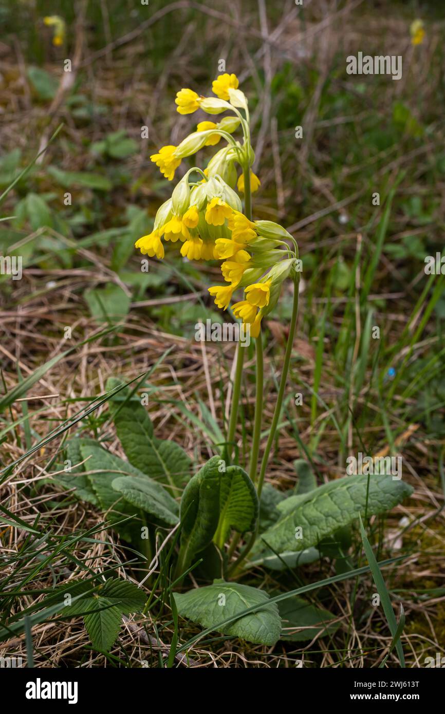 Yellow Primula veris cowslip, common cowslip, cowslip primrose on soft ...
