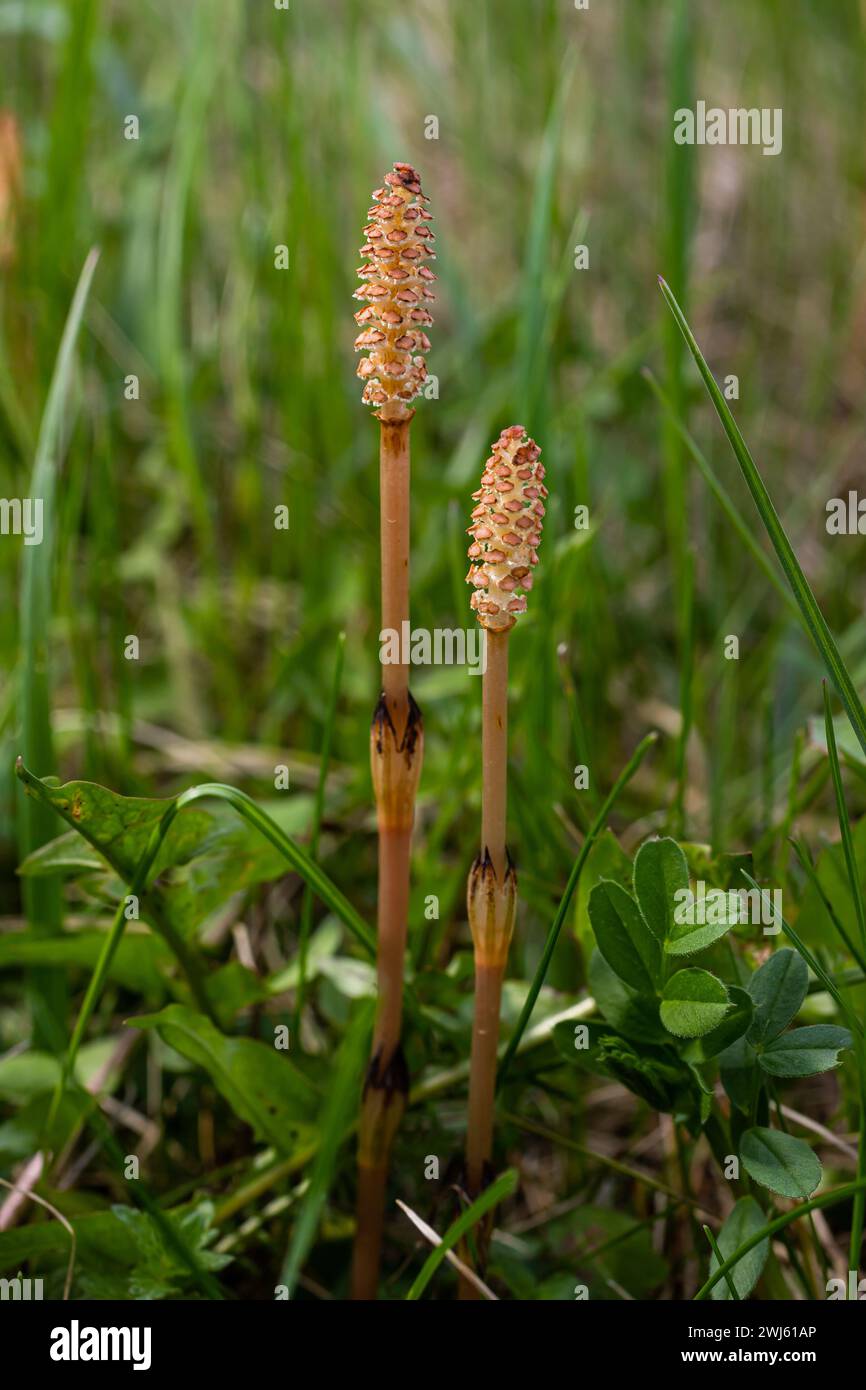 Selective focus. A spore-bearing shoot of the horsetail Equisetum ...