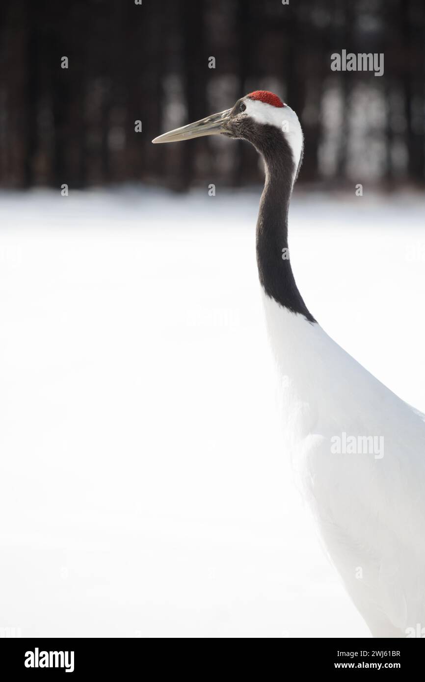 Close up of upper body of red-crowned Japanese crane with snow ...