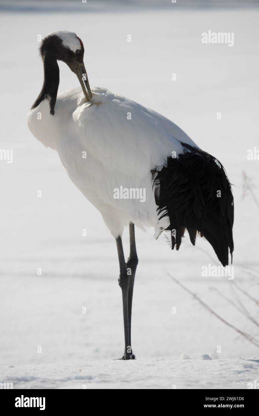 Close up of red-crowned Japanese crane preening feathers, Hokkaido ...