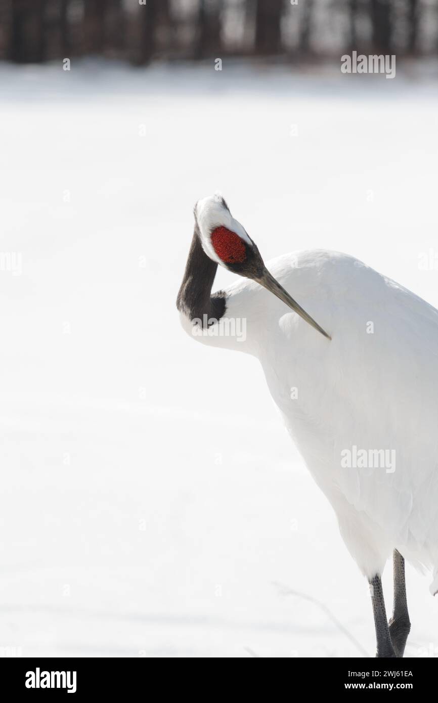 Close up of red crown of Japanese crane preening feathers, Hokkaido ...