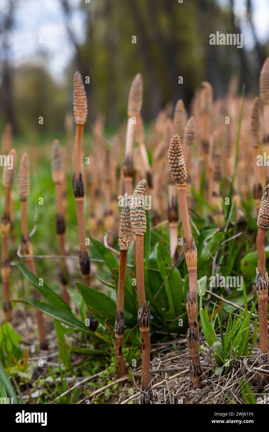 Equisetum arvense, the field horsetail or common horsetail, is an herbaceous perennial plant of ...
