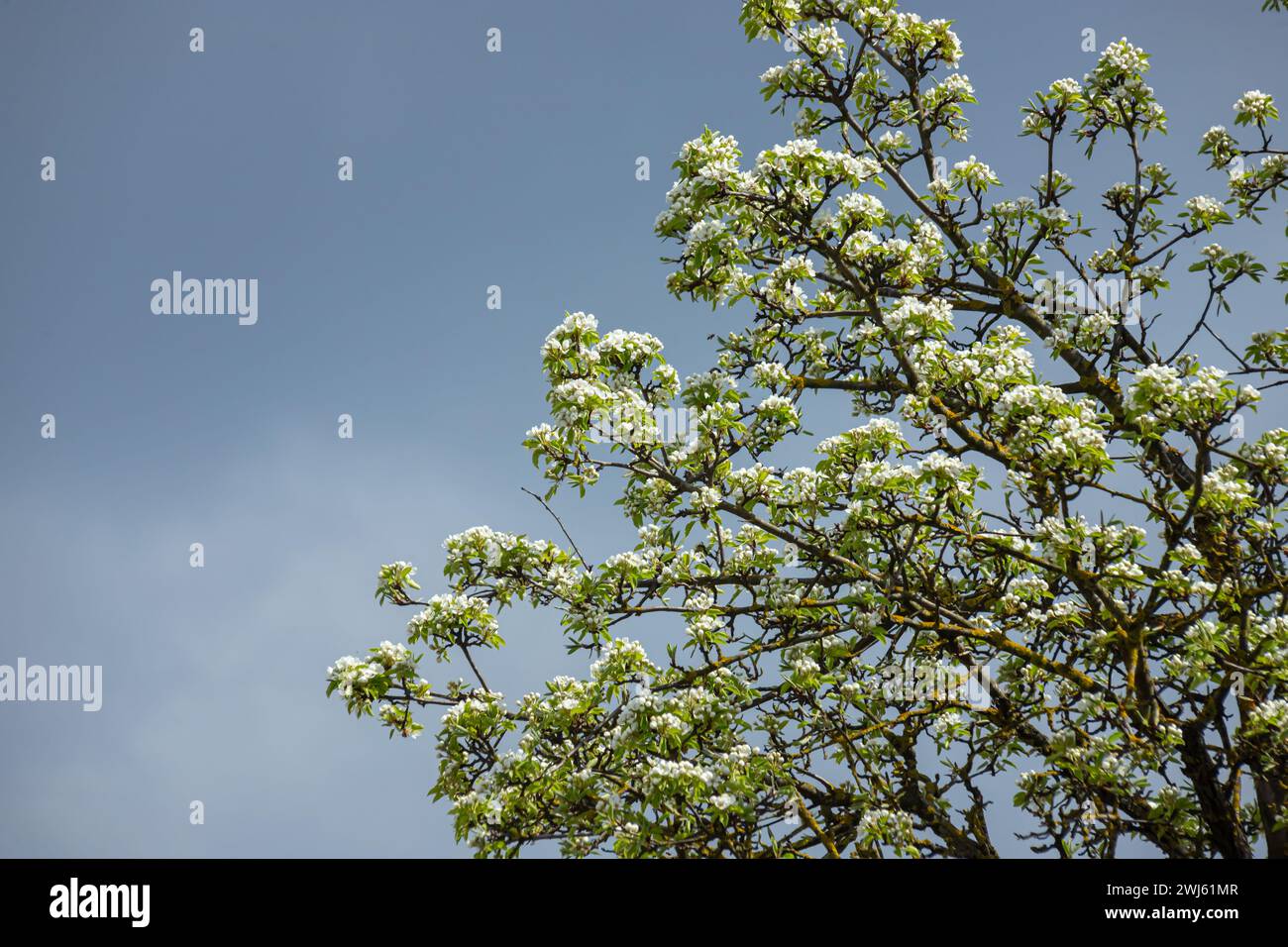 Pear tree flowers up close. white flowers and buds of the fruit tree ...