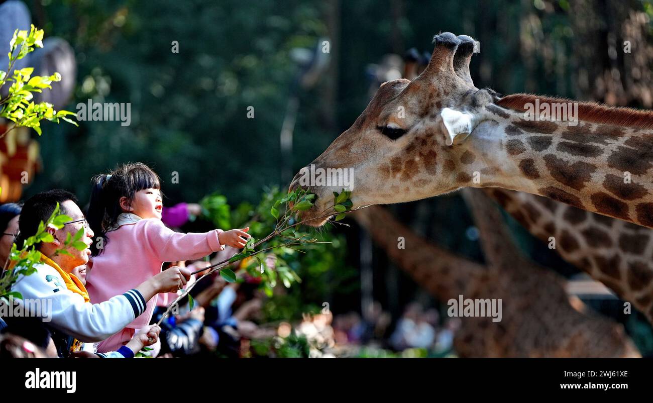 Tourists feed a giraffe in a zoo in Guangzhou in south China's ...