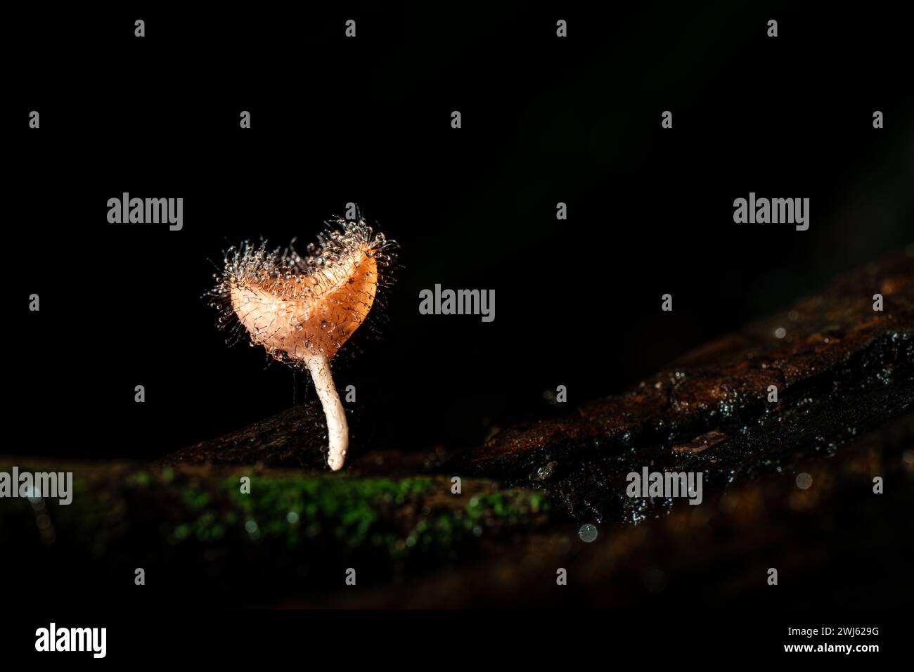 Hairy mushroom in rain forest at Saraburi Province, Thailand Stock ...
