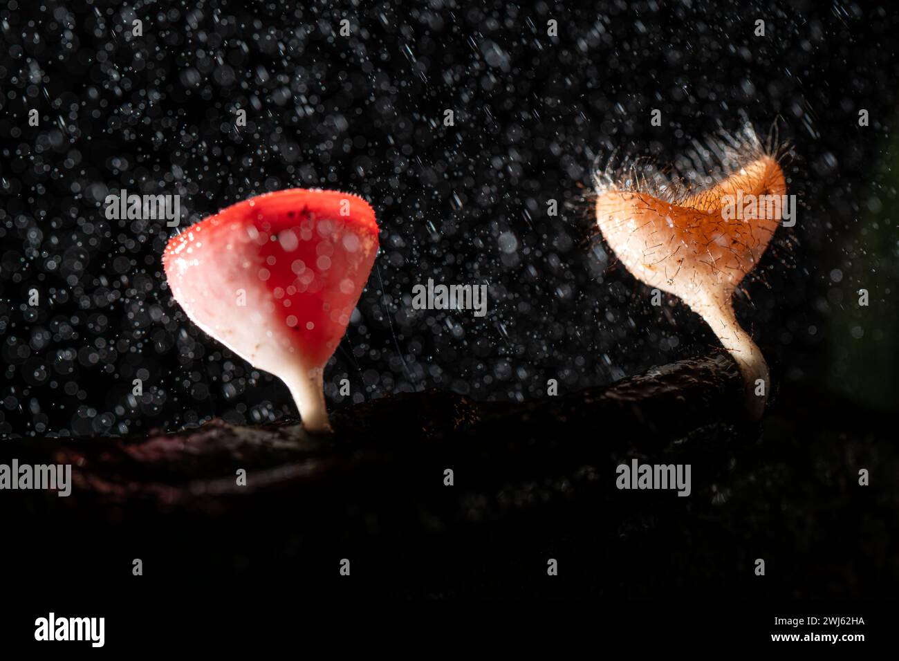 Champagne mushroom and hairy mushroom in rain forest at Saraburi ...
