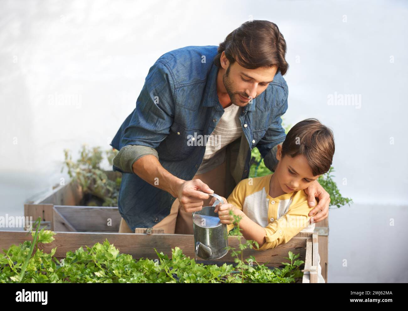 Parent, kid and water plants in greenhouse for organic vegetables ...