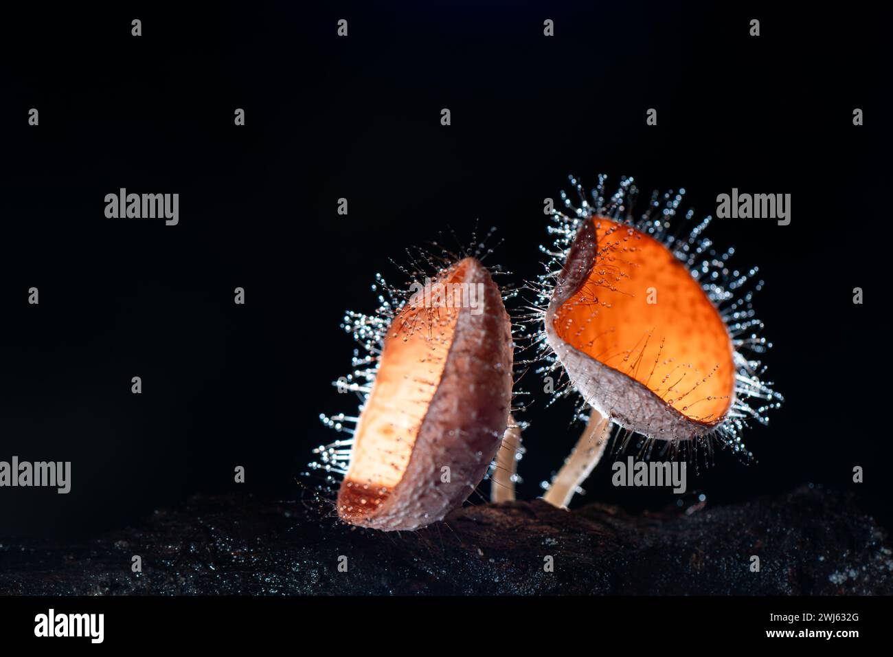 Hairy mushroom in rain forest at Saraburi Province, Thailand Stock ...