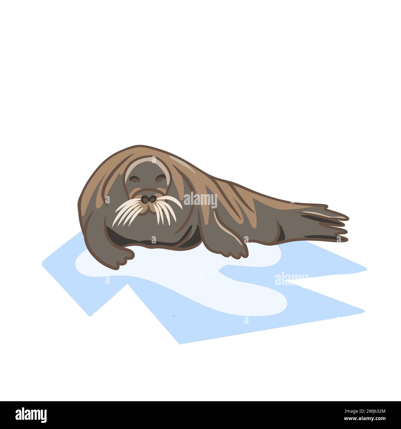 Hand drawn illustration of bearded seal on ice. Grey northern marine ...