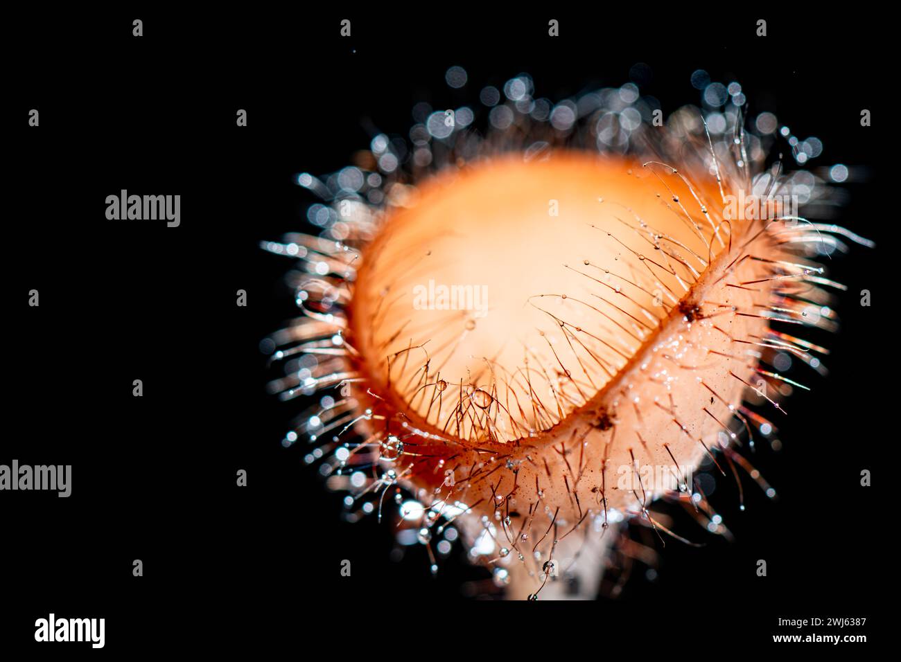 Hairy mushroom in rain forest at Saraburi Province, Thailand Stock ...