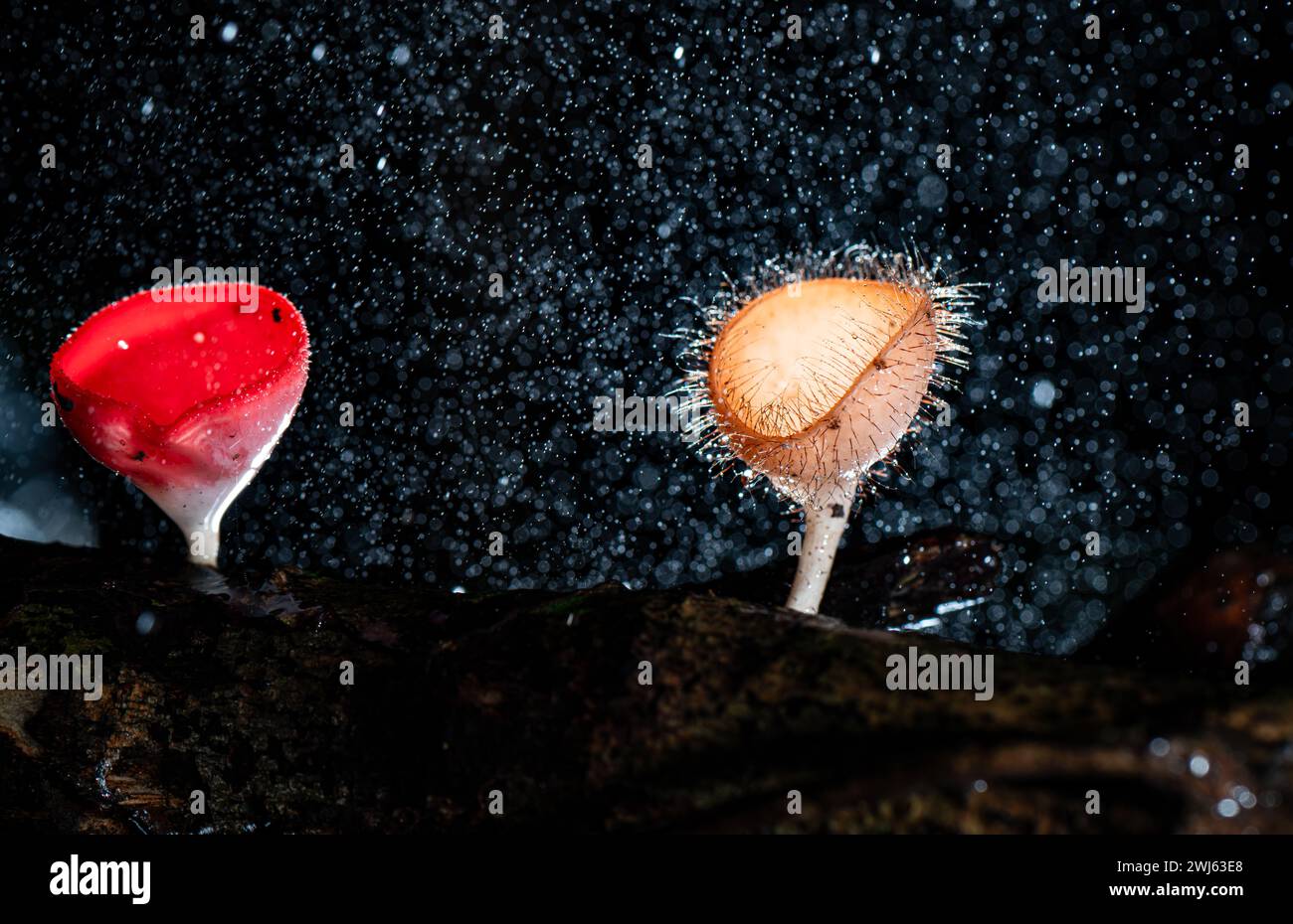 Champagne mushroom and hairy mushroom in rain forest at Saraburi ...