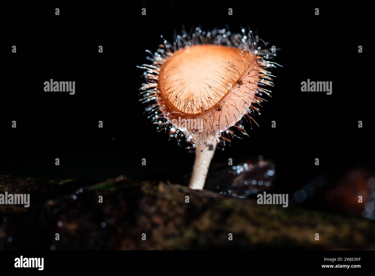 Hairy mushroom in rain forest at Saraburi Province, Thailand Stock ...