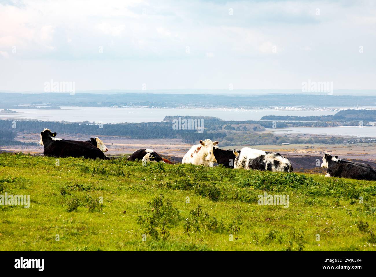 Free range cows resting in a pasture near Old Harry Rocks in Dorset ...
