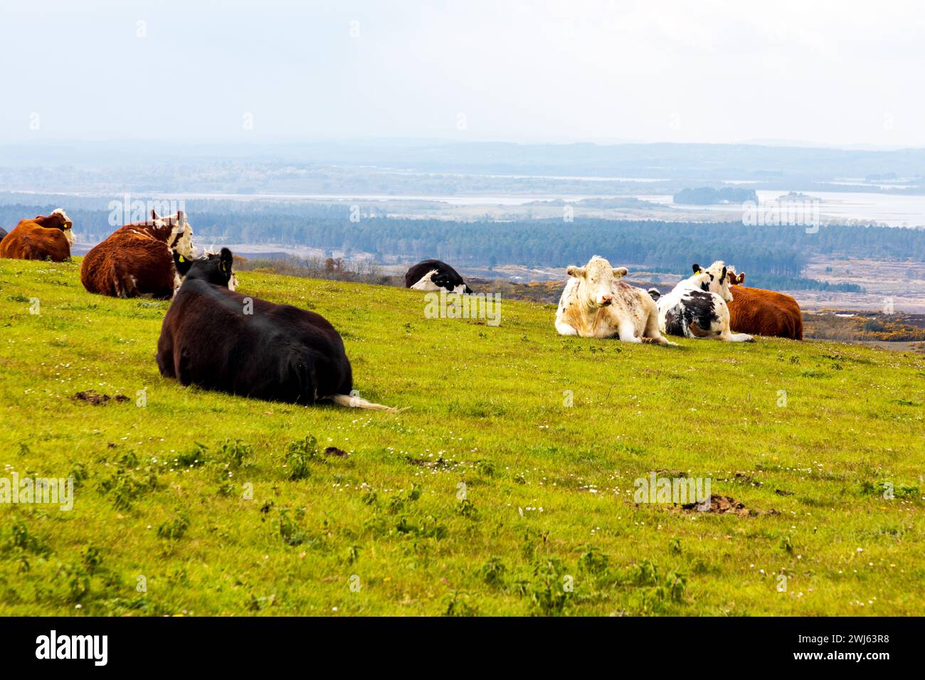 Free range cows resting in a pasture near Old Harry Rocks in Dorset ...