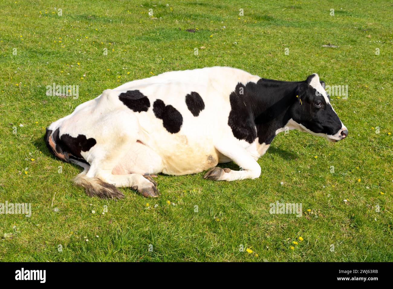 Free range cows resting in a pasture near Old Harry Rocks in Dorset ...