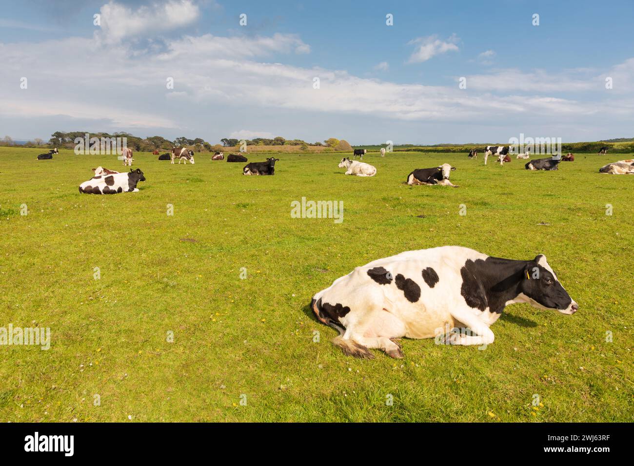 Free range cows resting in a pasture near Old Harry Rocks in Dorset ...