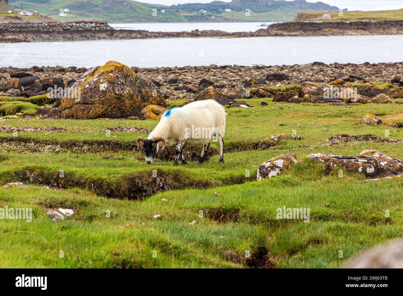 Scottish Blackface Free Range British sheep grazing in the pastures of the Isle of Skye ...