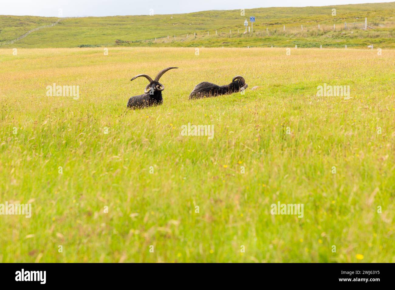 Hebridean sheep resting in Scottish pasture in Summer time Stock Photo ...
