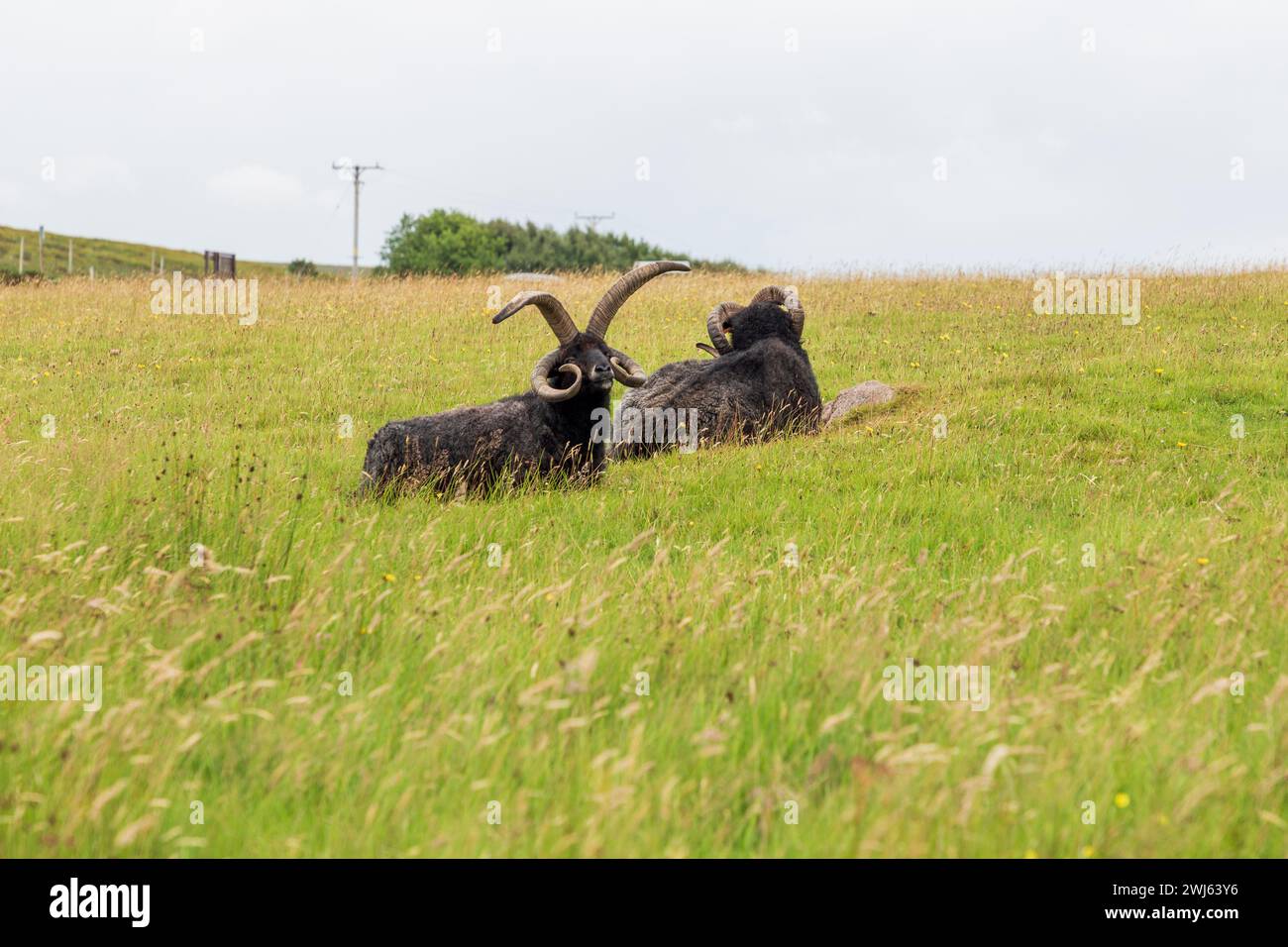 Hebridean sheep resting in Scottish pasture in Summer time Stock Photo ...
