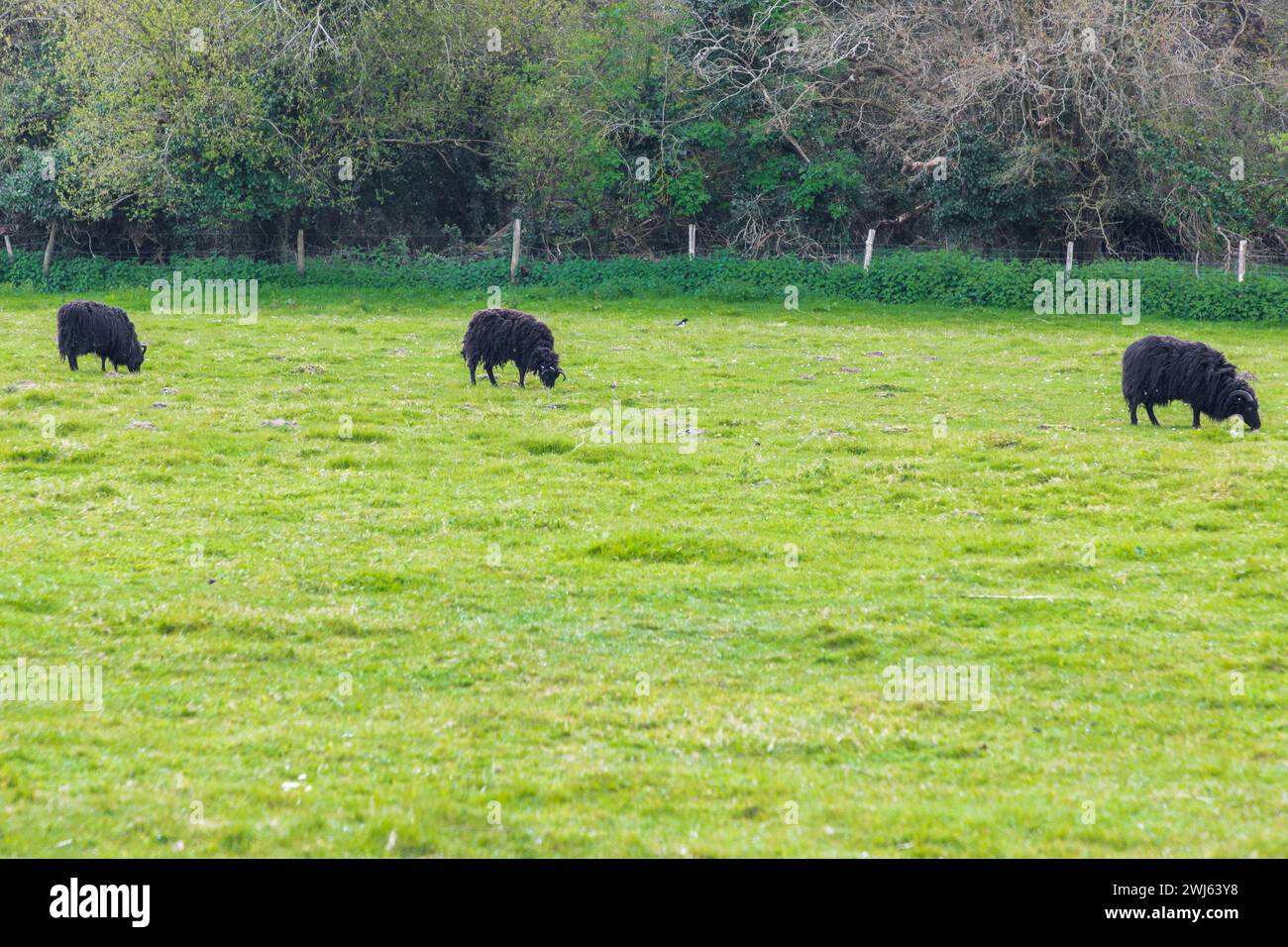 Hebridean sheep black British long-wool sheep grazing in pasture Stock ...