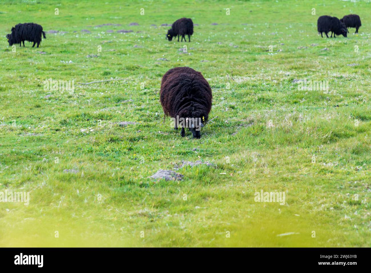Hebridean sheep black British long-wool sheep grazing in pasture Stock ...