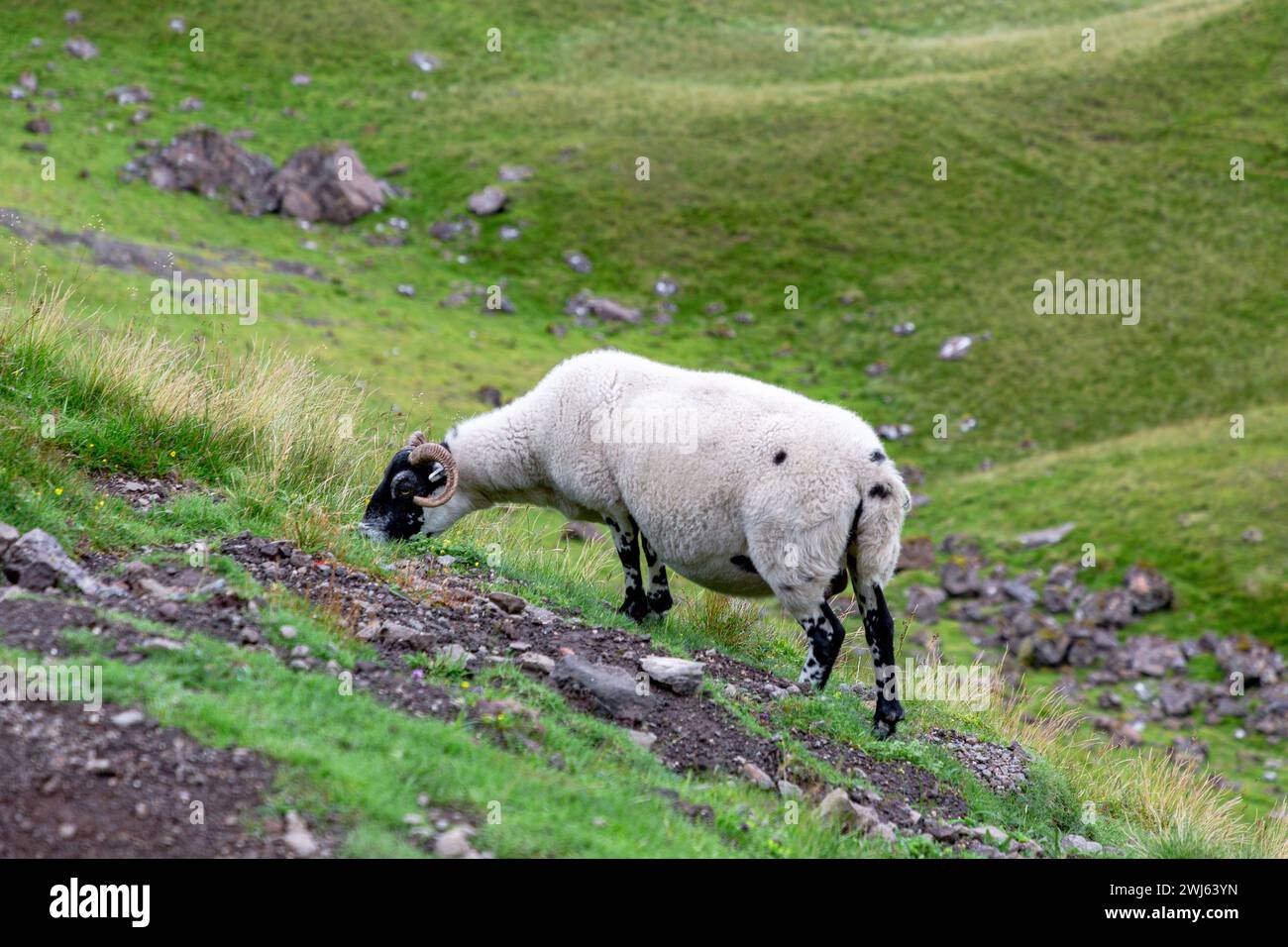 British milk sheep hi-res stock photography and images - Alamy