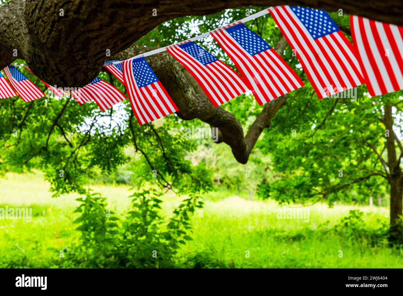 Democracy tree hi-res stock photography and images - Alamy