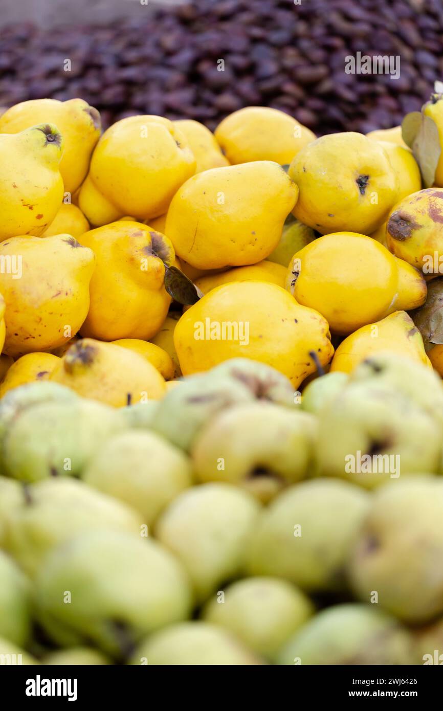 Fresh quince in bright yellow colour displayed for sale on local food ...