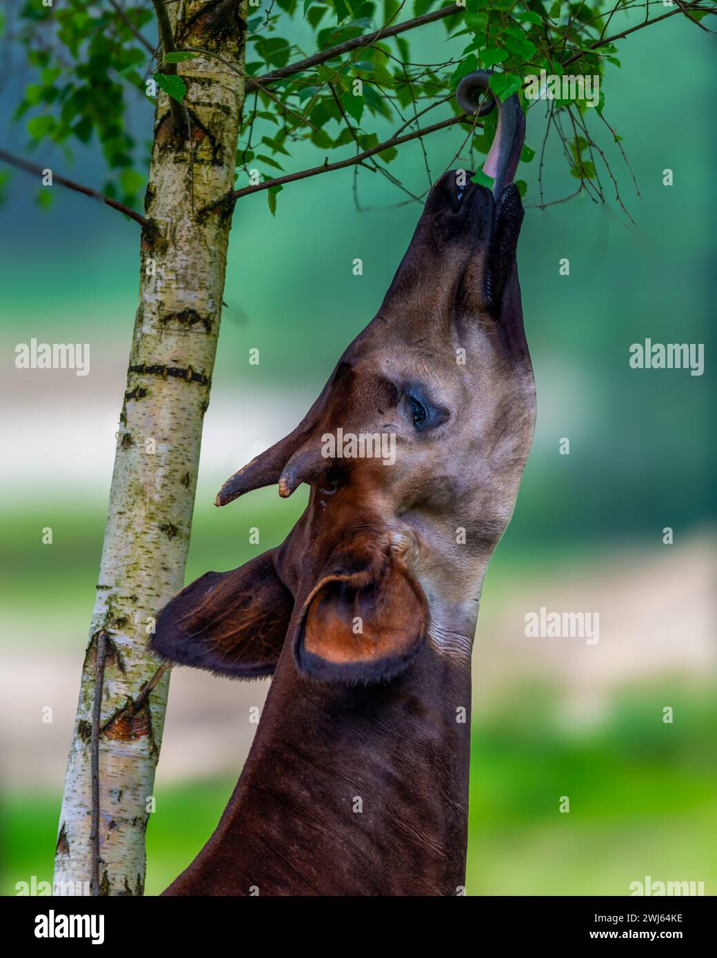 Beautiful okapi hi-res stock photography and images - Alamy