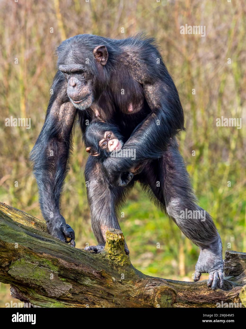 Chimpanzee family forest hi-res stock photography and images - Alamy