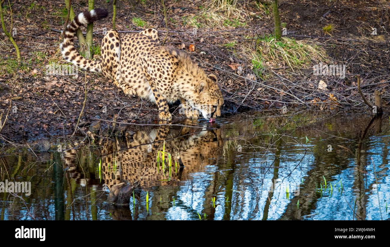 Cheetah drink hi-res stock photography and images - Alamy