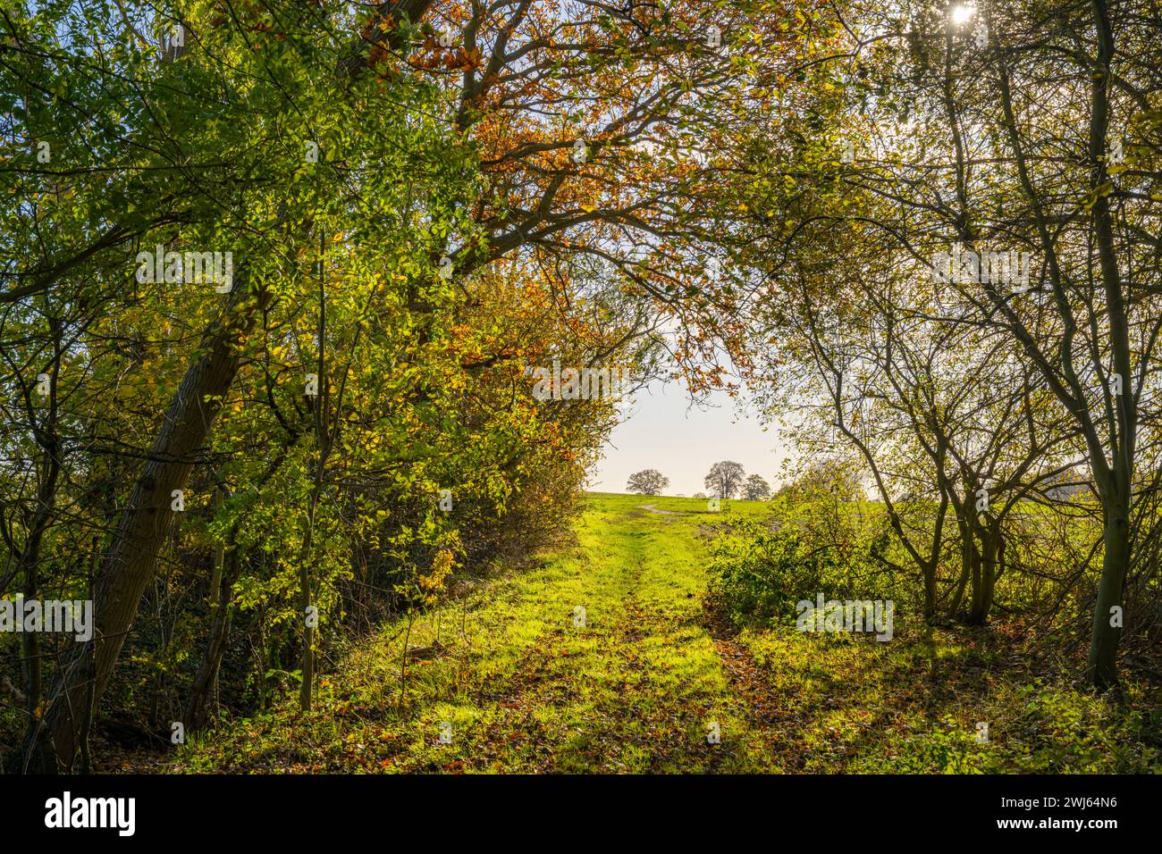 Woodland path near Woodham Walter near Maldon Essex Stock Photo - Alamy