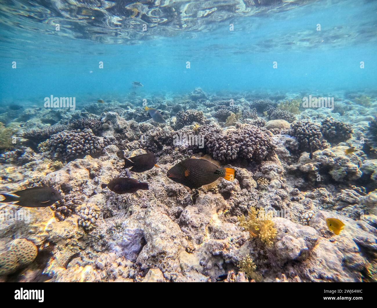 Tropical Orange-striped triggerfish known as Balistapus undulatus ...