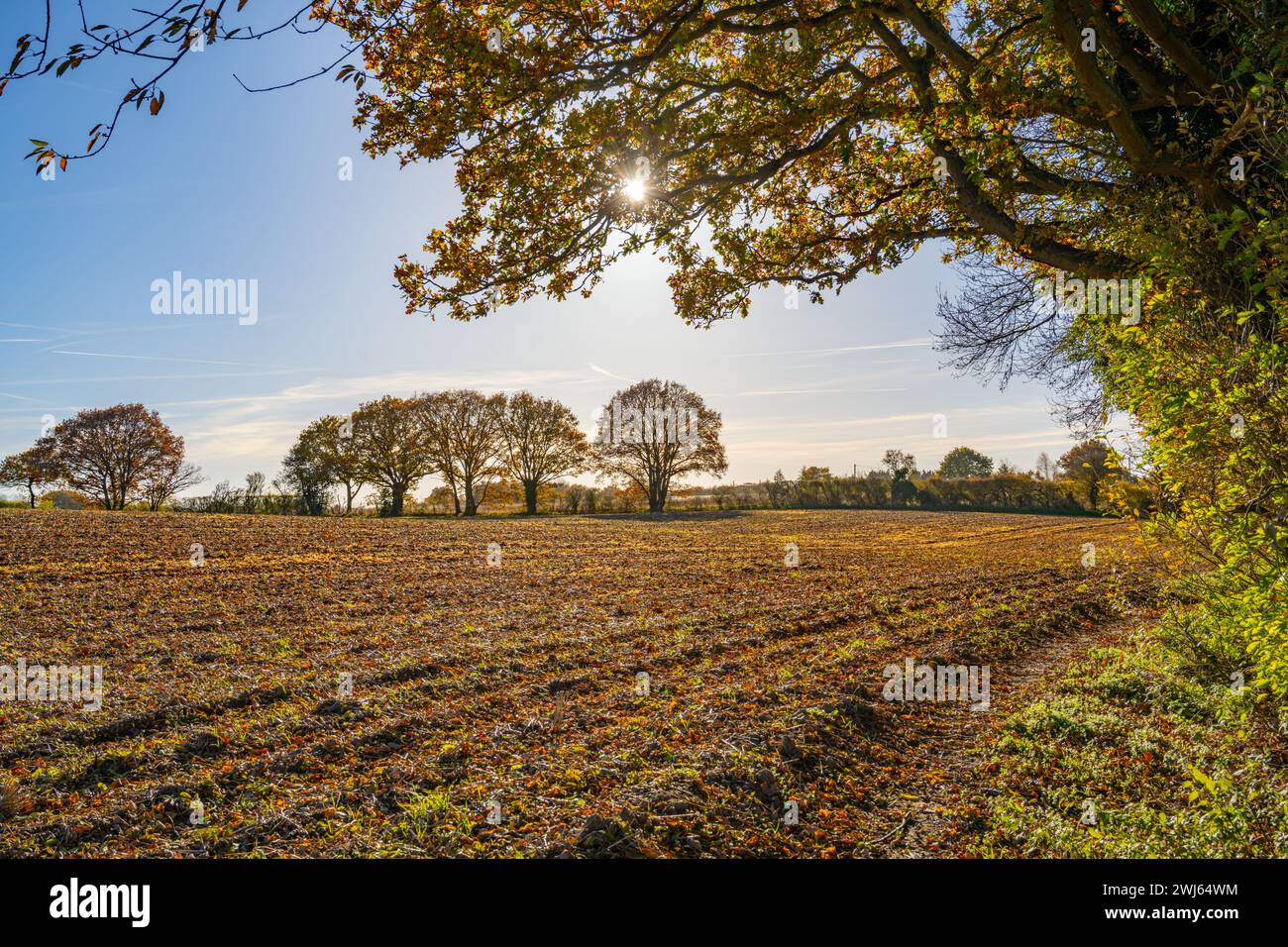 Woodland path near Woodham Walter near Maldon Essex Stock Photo - Alamy