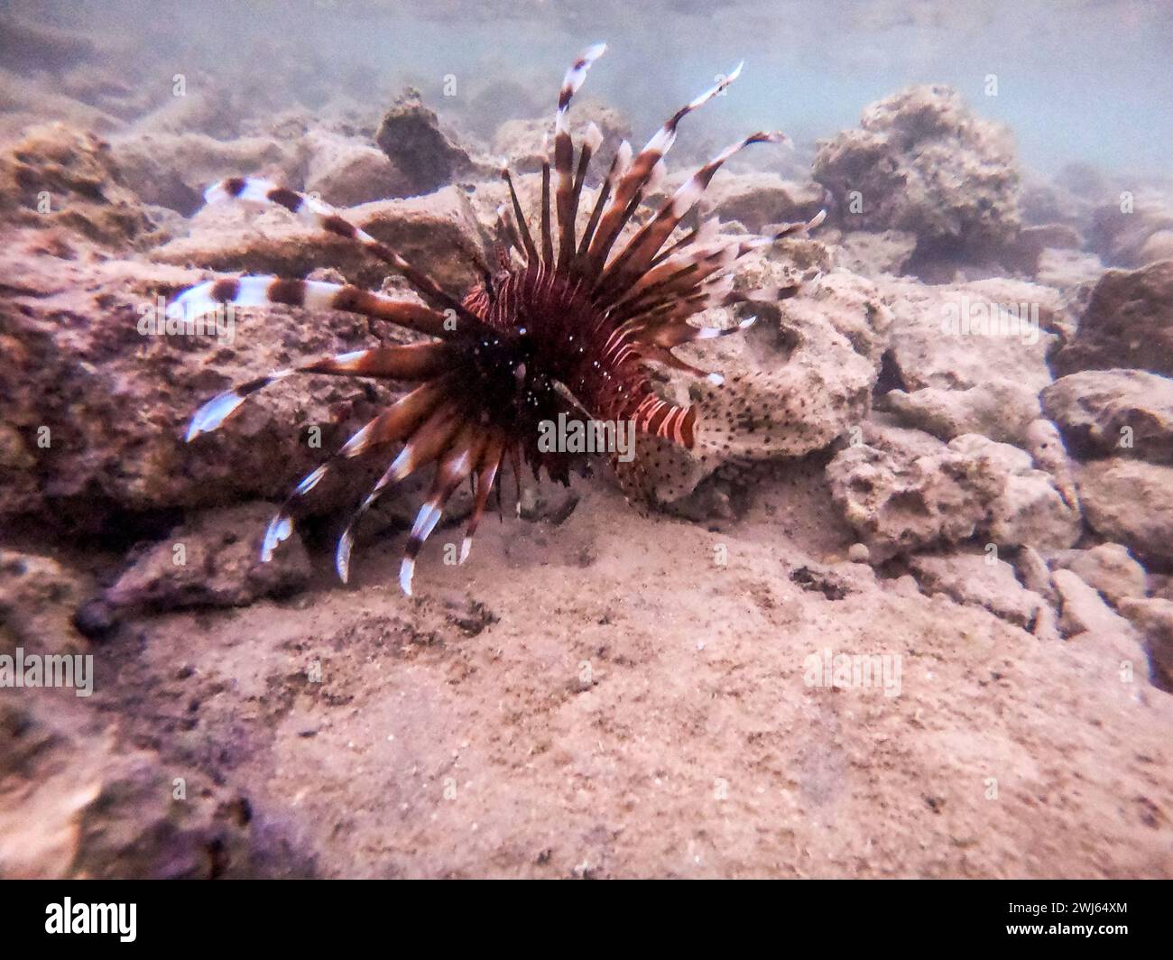 Exotic tropical Devil firefish or common lionfish known as Pterois ...