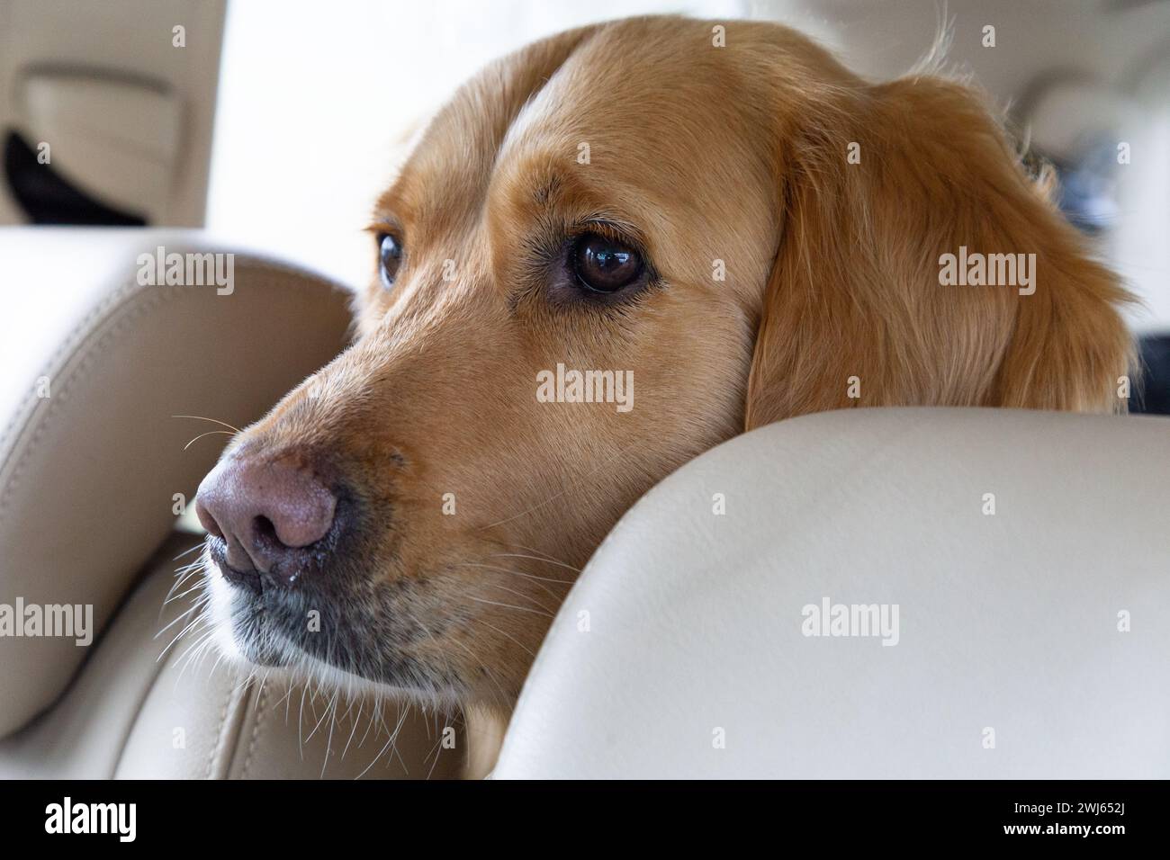 Golden retriever on car journey hi-res stock photography and images - Alamy