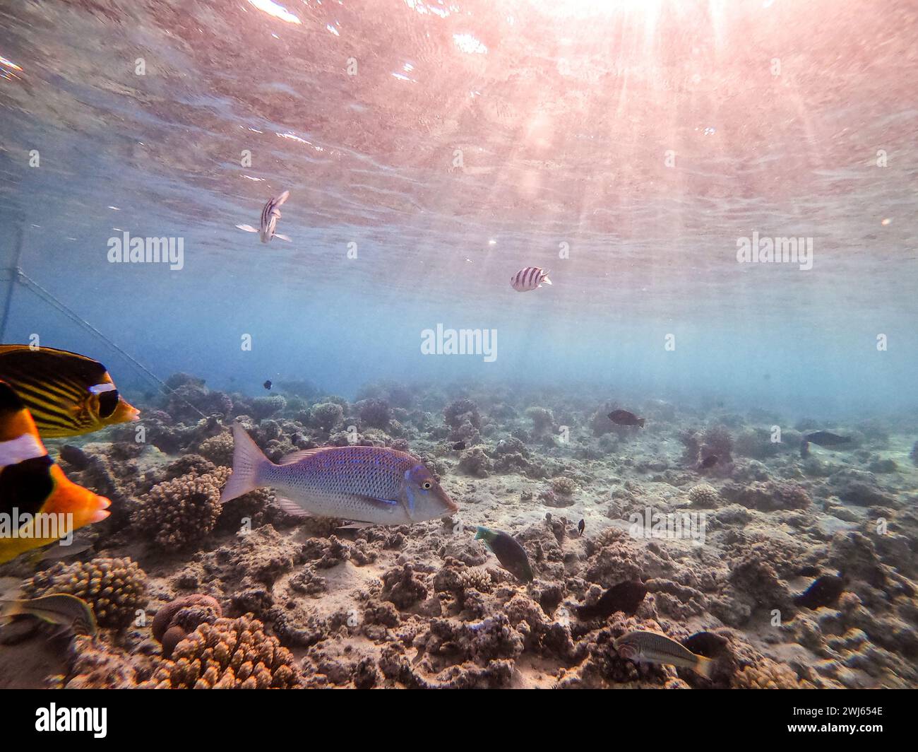 Tropical Spangled Emperor fish known as Lethrinus Nebulosus underwater ...