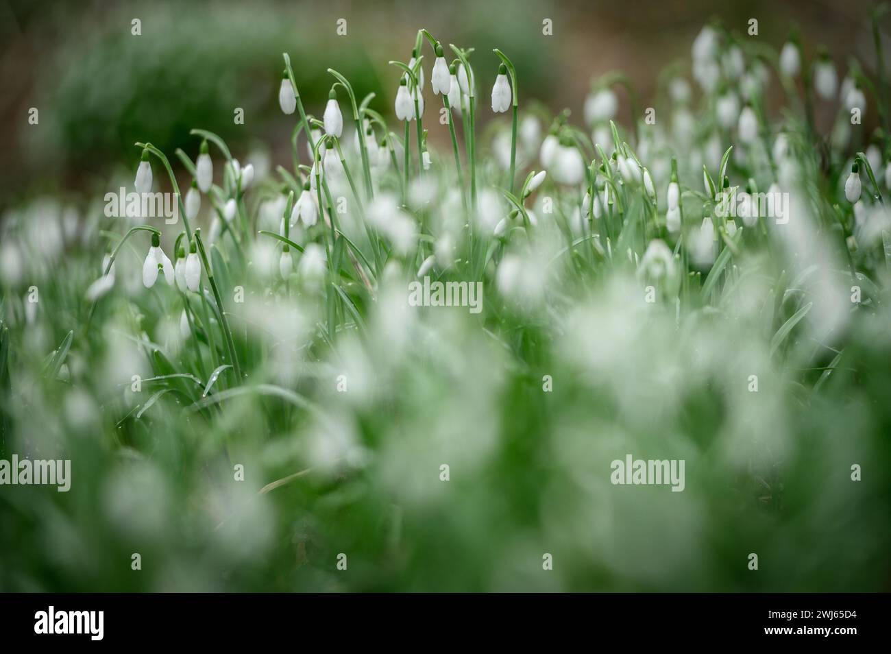 Bolton, England, UK, Tuesday February 13, 2024. A beautiful crop of ...