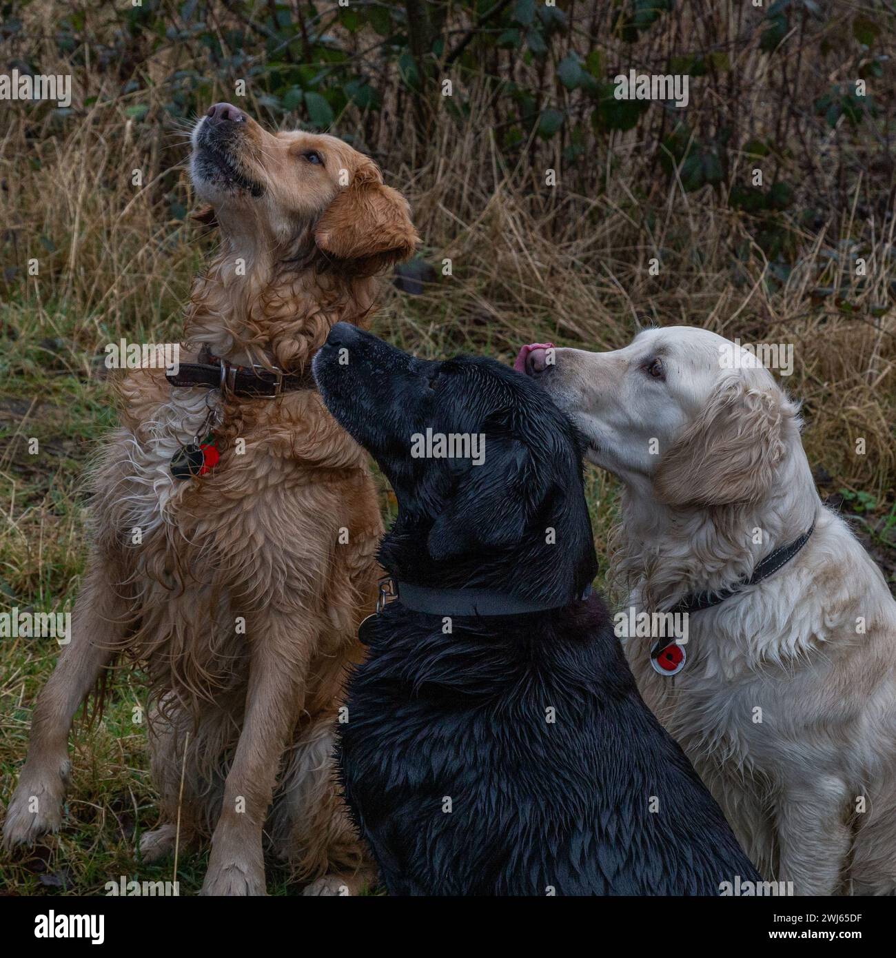 Three dogs (two golden retrievers, one black labrador) looking up at ...