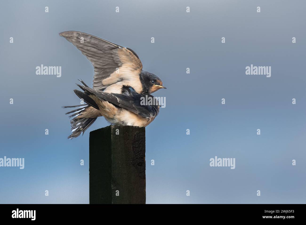 Two barn swallow (Hirundo Rustica) fledglings on a wooden post waiting ...