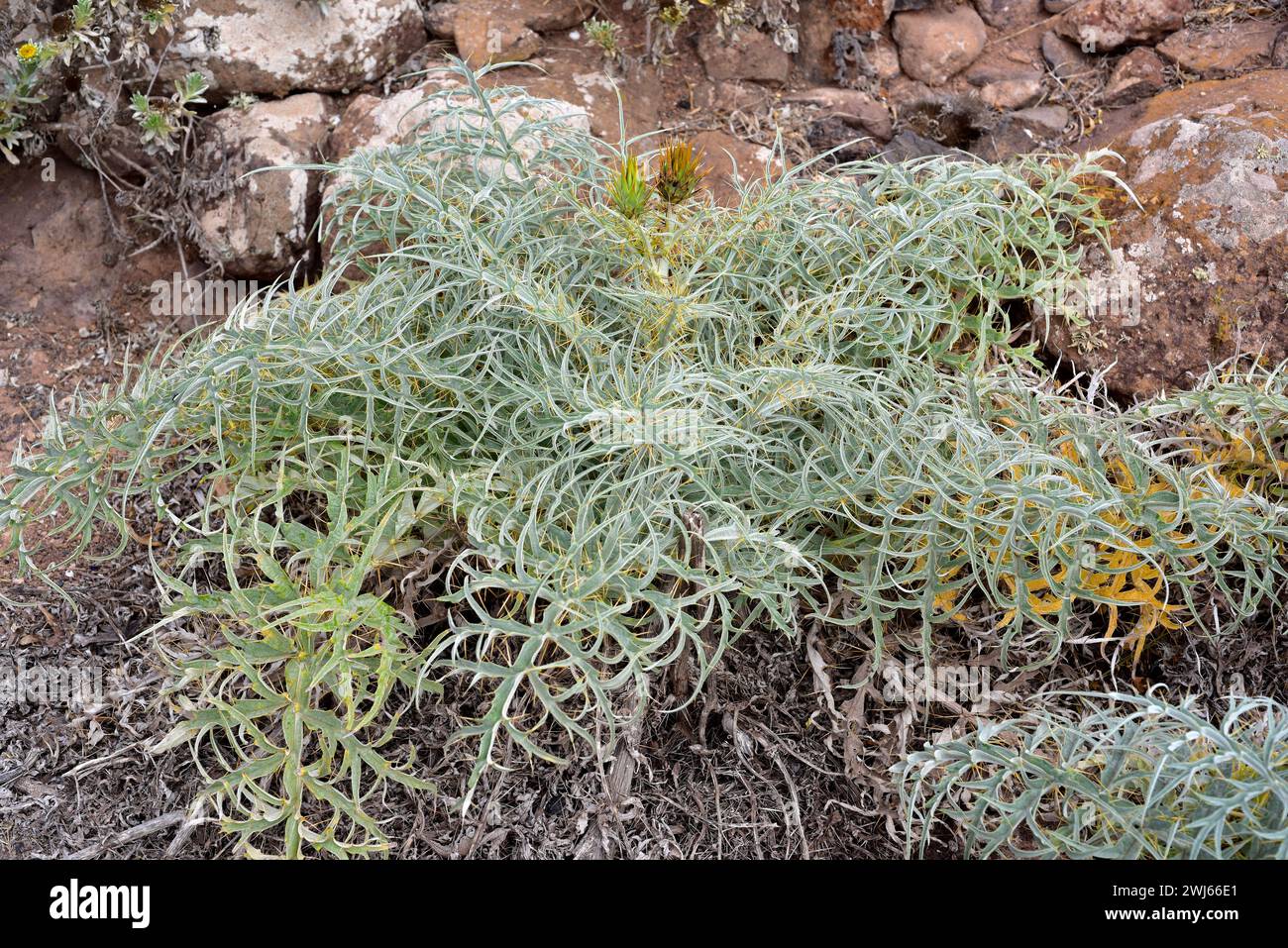 Cardo de alcachofa hi-res stock photography and images - Alamy