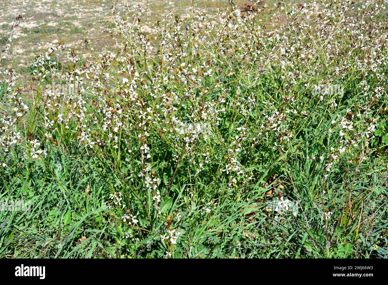 Rabano silvestre hi-res stock photography and images - Alamy