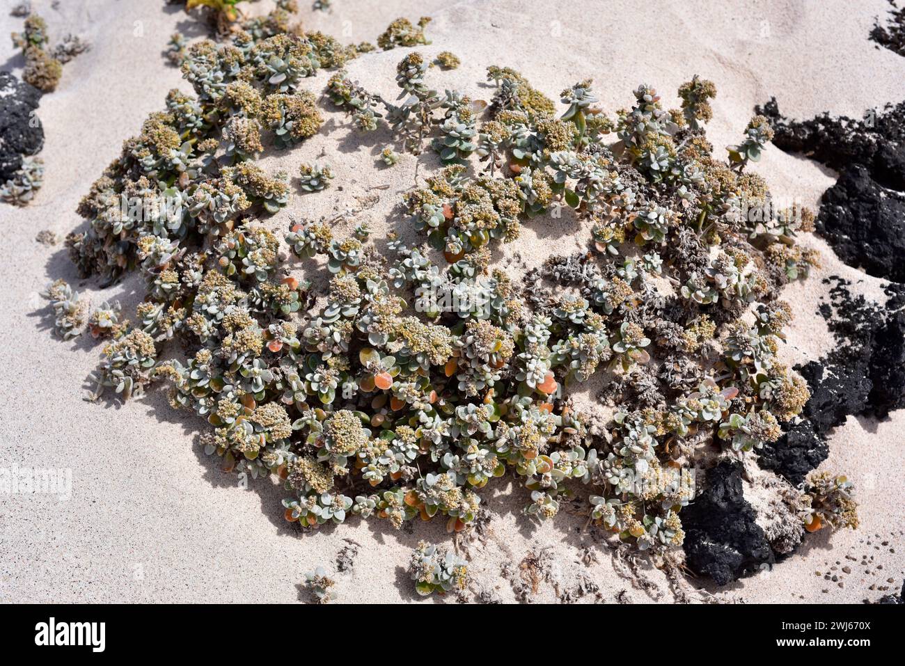 Saladillo blanco hi-res stock photography and images - Alamy