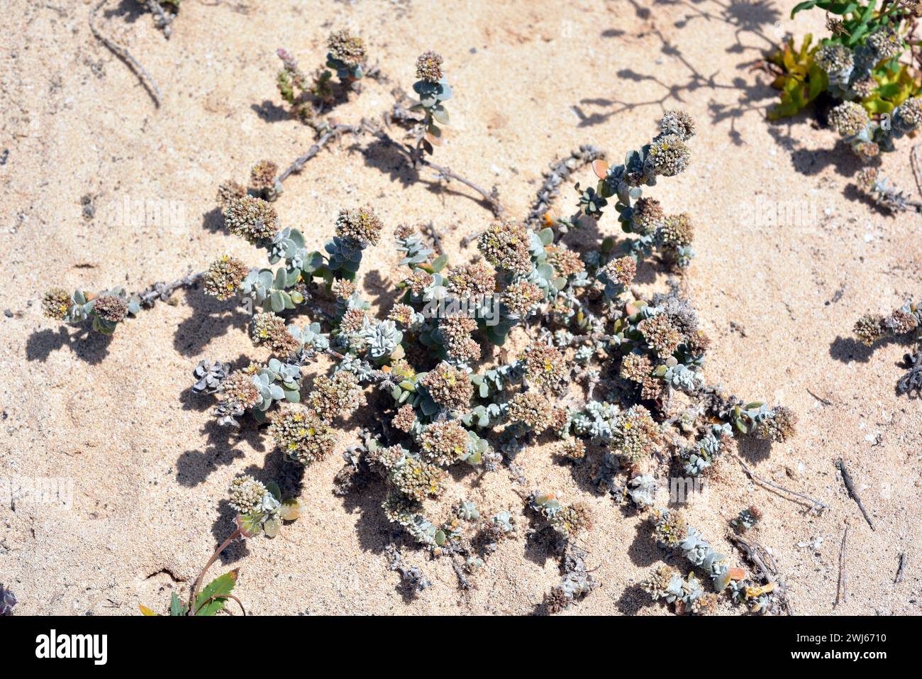 Saladillo blanco hi-res stock photography and images - Alamy