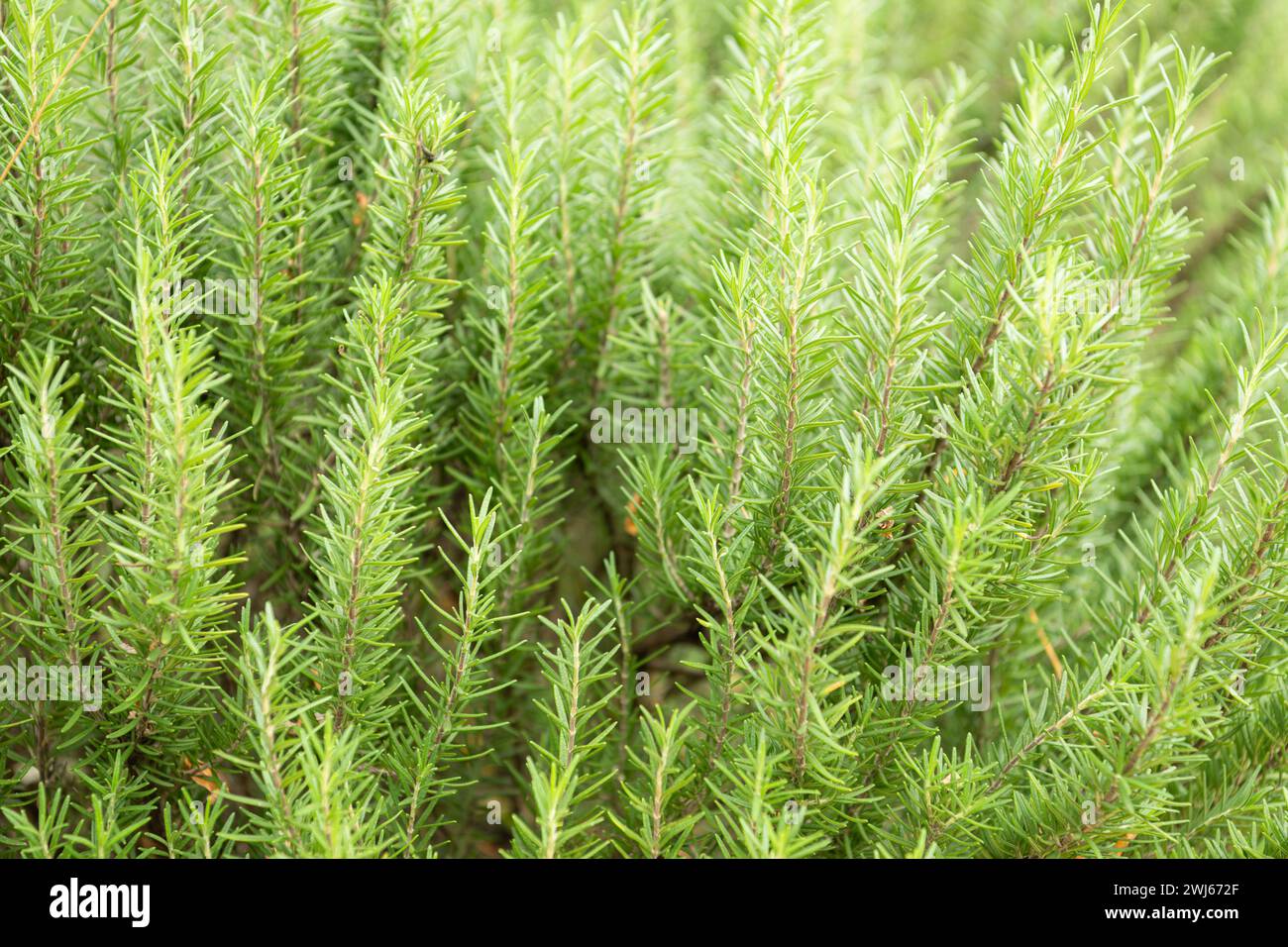 Rosemary plant in the garden, closeup of green rosemary Stock Photo - Alamy