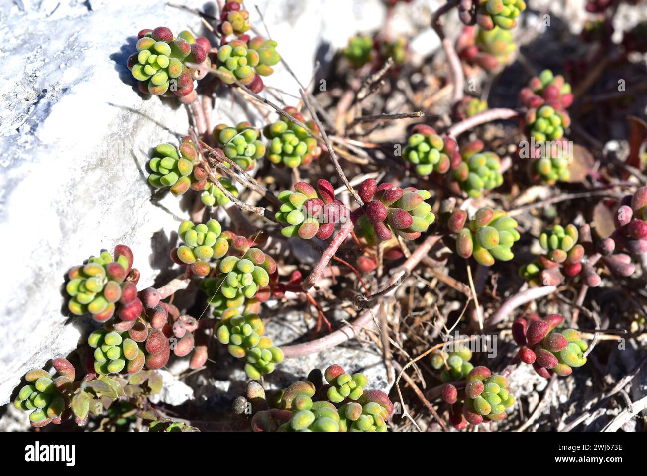 Sedum gypsicola is a perennial plant native to gypsum soils of Spain ...